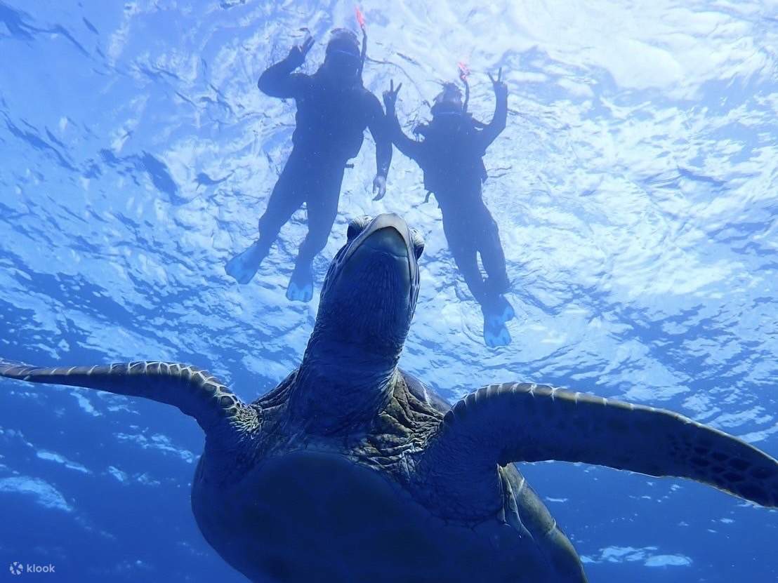 [Ishigaki Island/Kalahating araw] Paggalugad sa Asul na Kuweba at ...